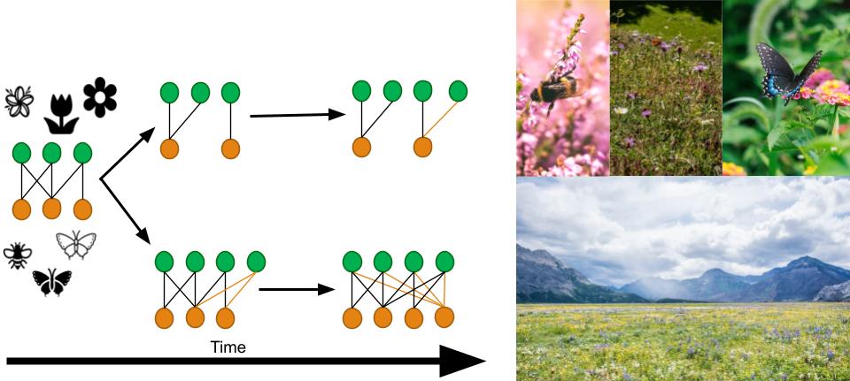 Mutualistic Network Assembly Across Space | Grant Foster